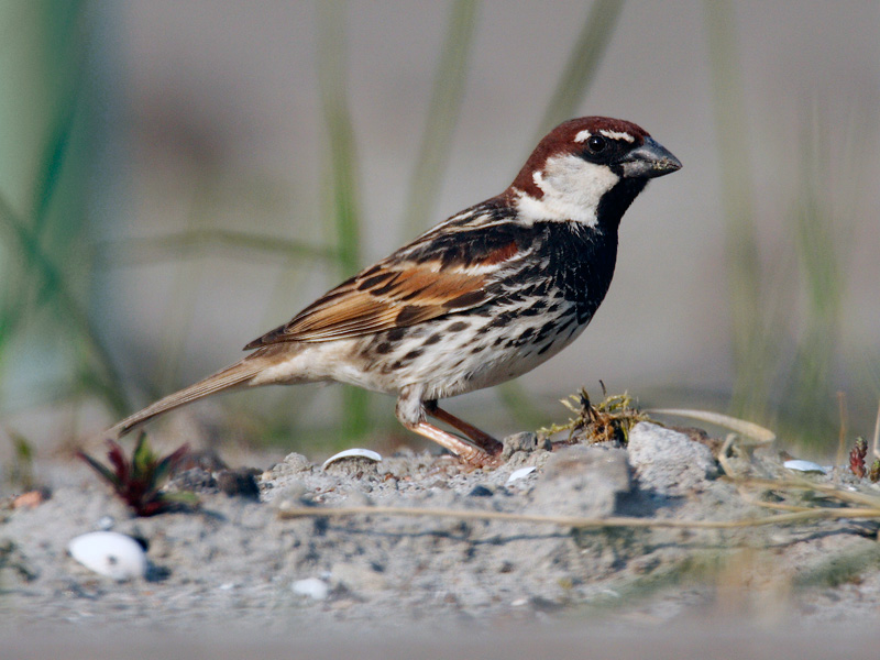Spaanse Mus - Passer hispaniolensis - Dutch Avifauna
